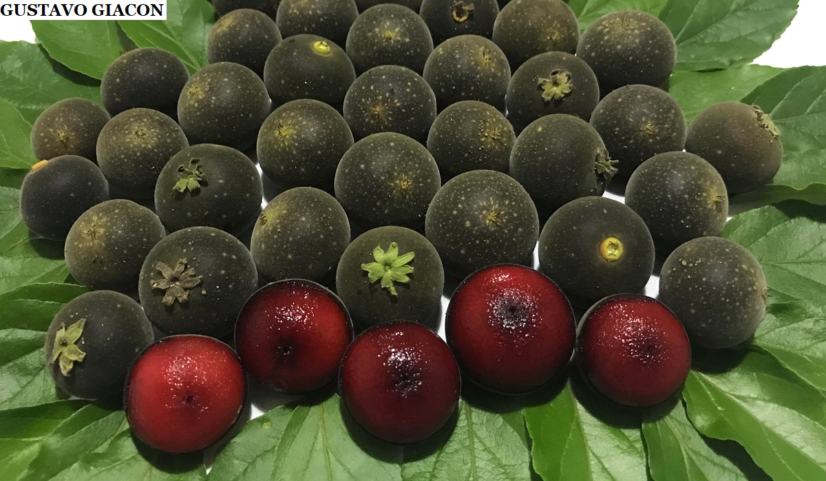 Viveiro Ciprest - Plantas Nativas e Exóticas: Groselha do Ceilão ...