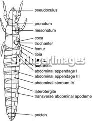 PLANT HOSPITAL: insecta : PROTURA