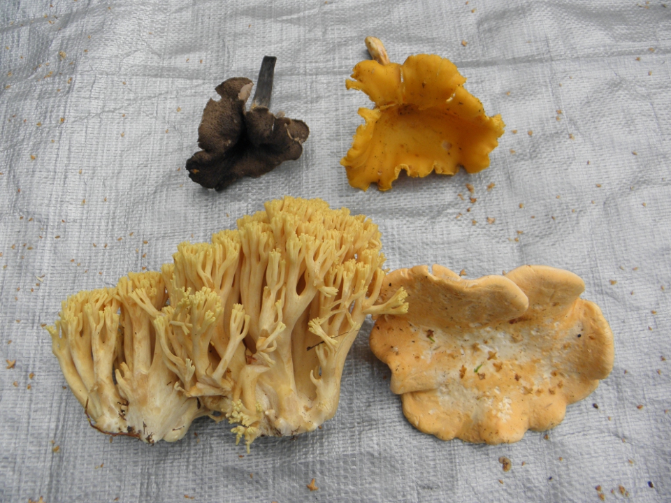 PERTTI LEHKOSEN AATOKSIA: VIELÄ SIENISTÄ, VÄHÄN MUUSTAKIN