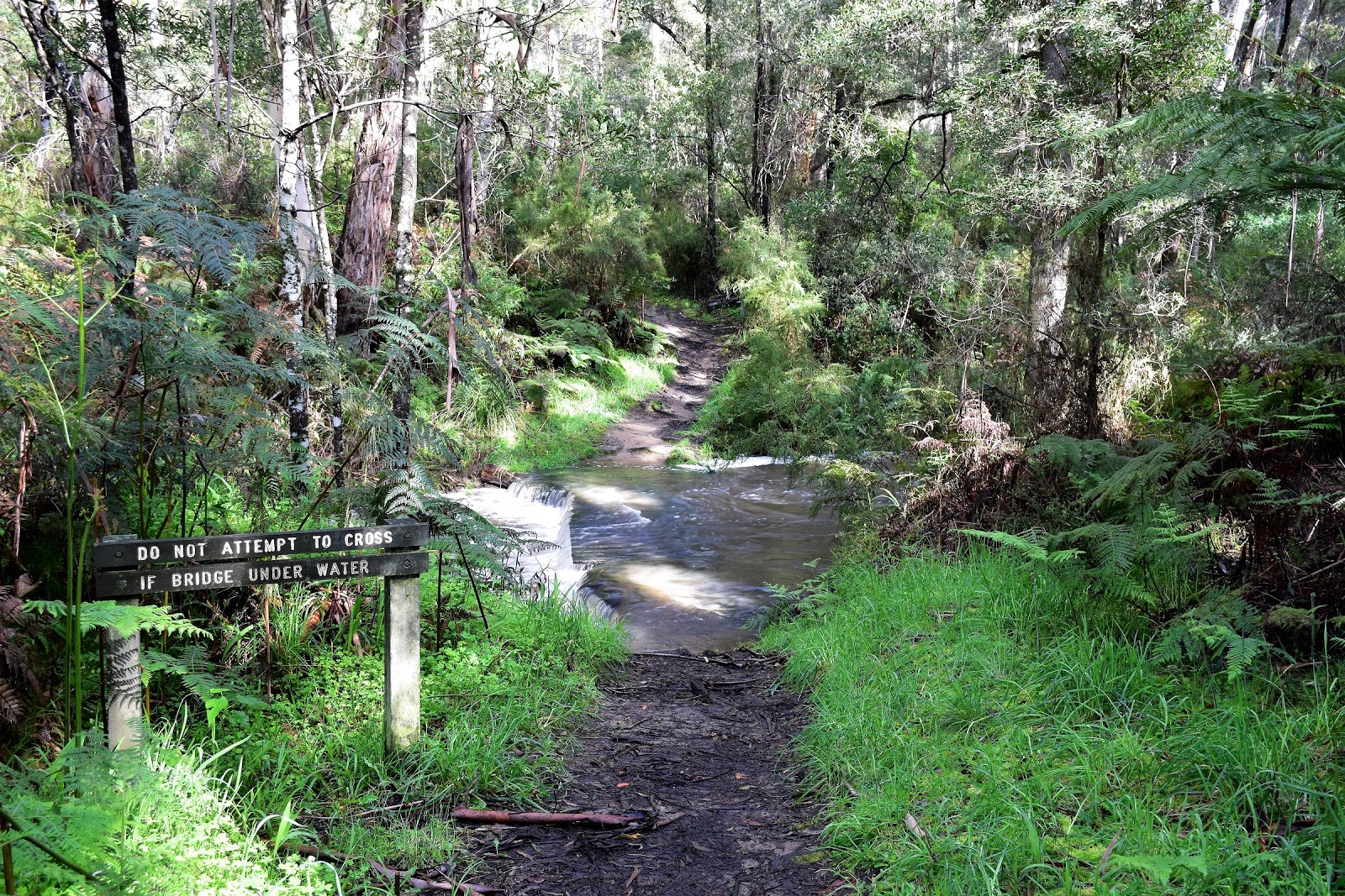 Goin' Feral One Day At A Time: Lorne Forest Walk, Great Otway National ...