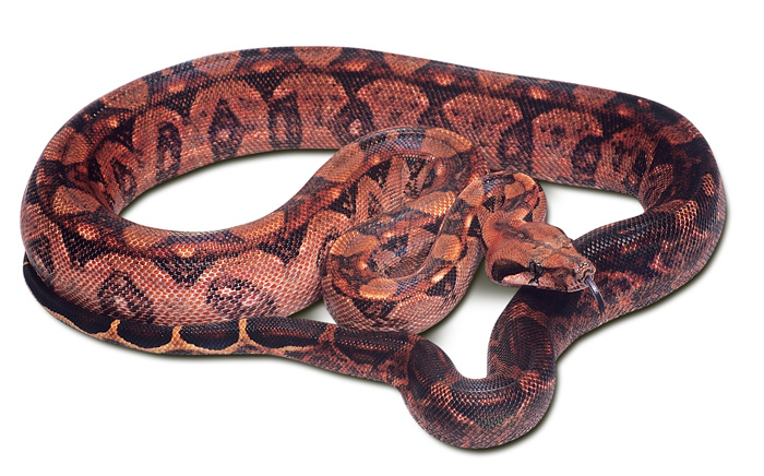 The Joys of Reptile Keeping and Awesome Reptiles: Boas