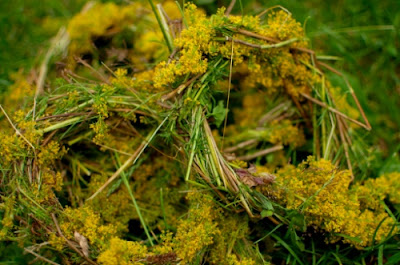 Calendarul zilei: Sânzienele sau Drăgaica - o tradiţie multimilenară