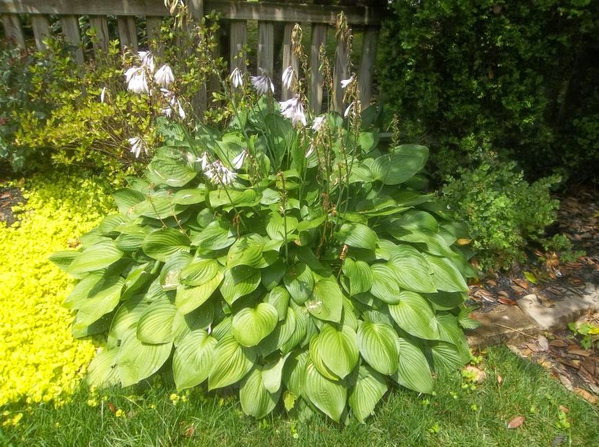 Future Plants by Randy Stewart: Hosta