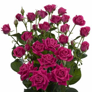 Eagle-Link Flowers: spray rose varieties