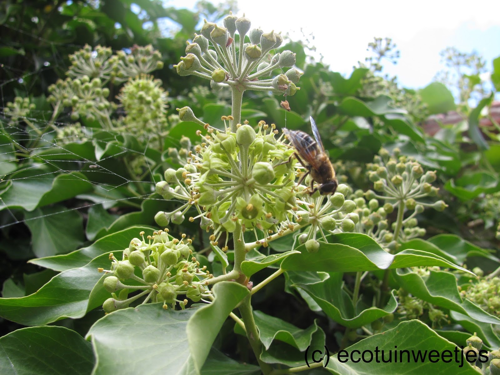 Ecotuinweetjes: Klimop planten om fijn stof te verminderen