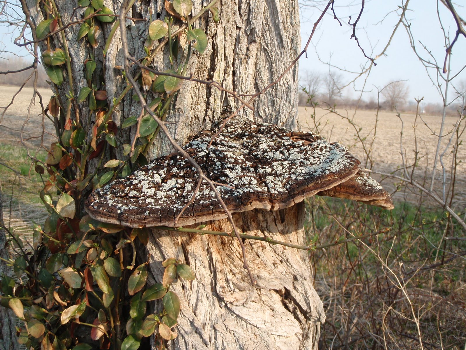 Lafayette report: Phellinus robiniae on Robinia pseudoacacia