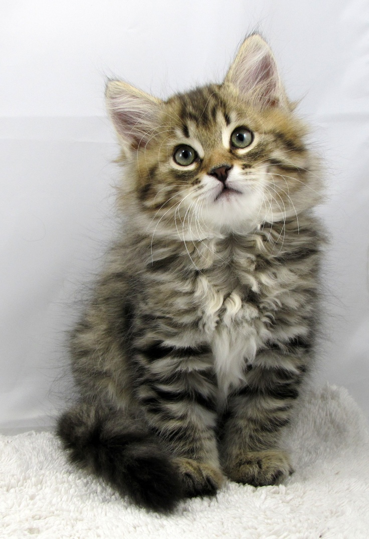 Kumpulan Kucing Hutan Adalah Terlucu