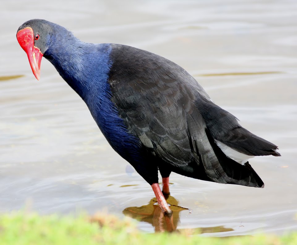 Mark James Pearson: Magpie-larks and Swamp-hens, Sydney