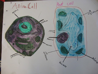 Third Grade Smarties!: Animal and Plant Cells