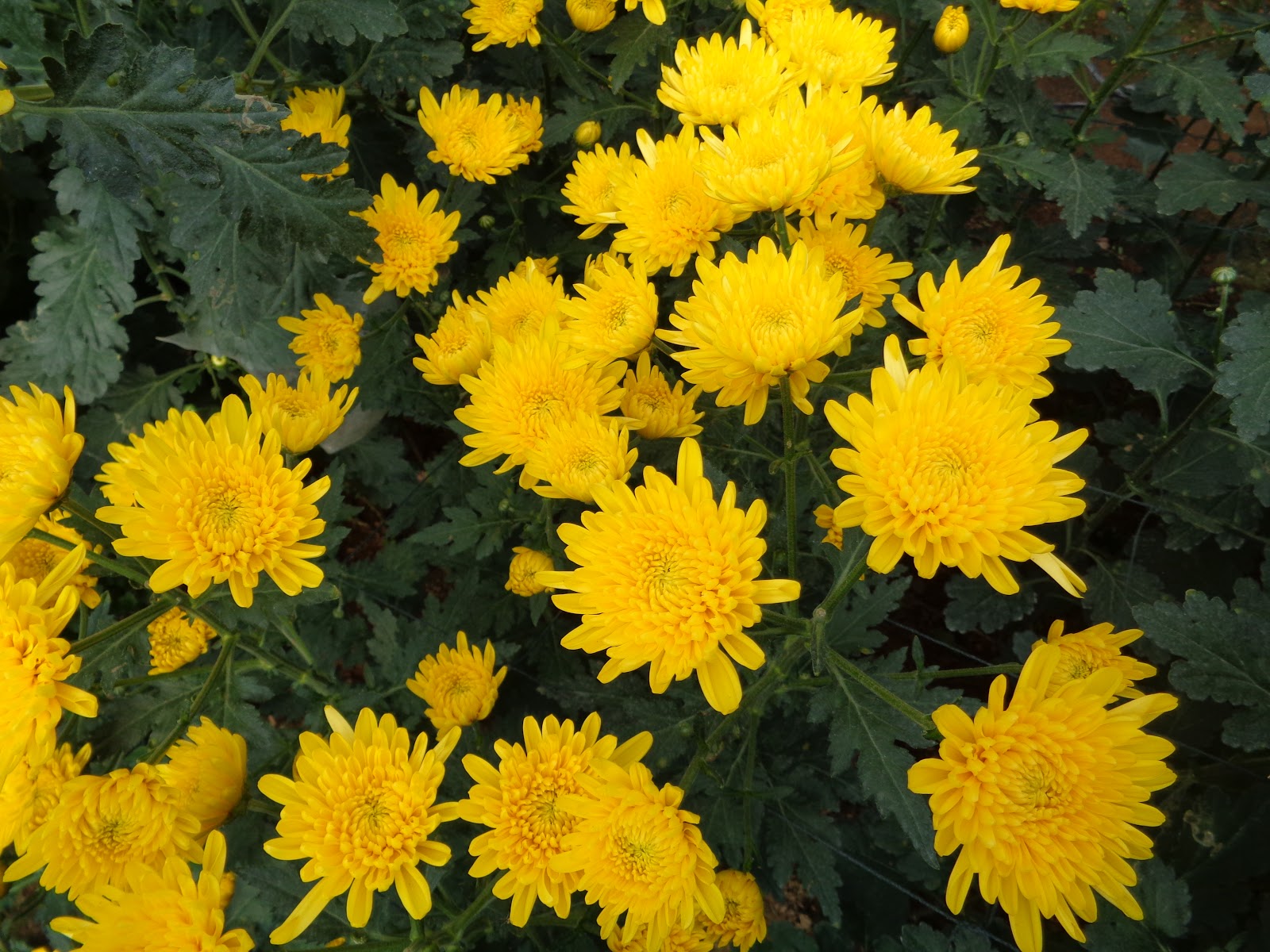 Tipe Bunga Krisan | Budidaya Tanaman