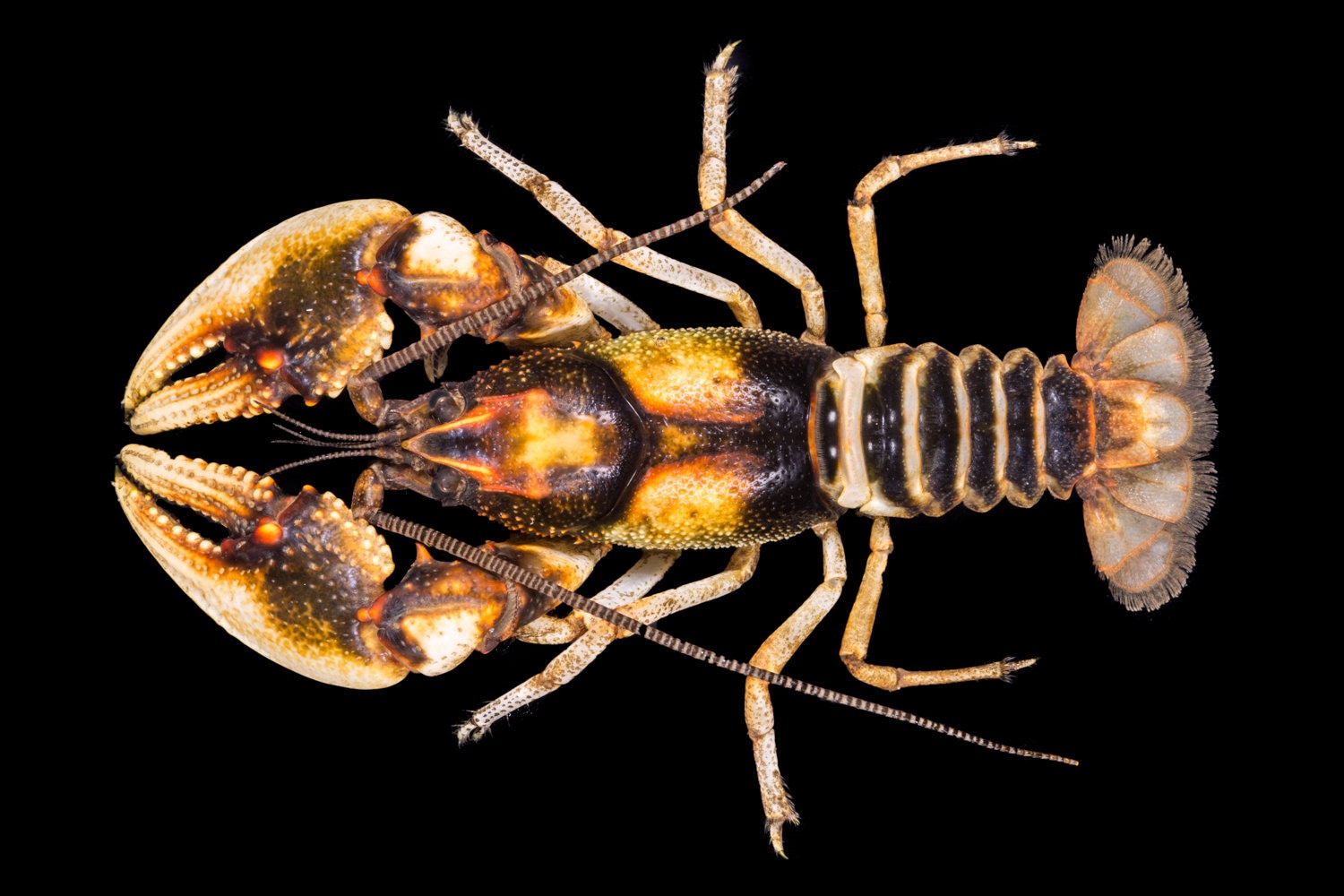 Species New to Science: November 2016