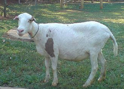 Jenis-Jenis Domba Di Indonesia - PETERNAK-MUDA. COM