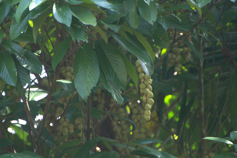 Images of Sri Lanka on blogspot.com: 'Gaduguda' and 'Arecanut ...