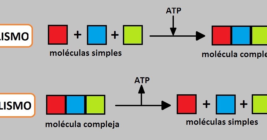 Biología. La ciencia de la vida: Metabolismo Celular