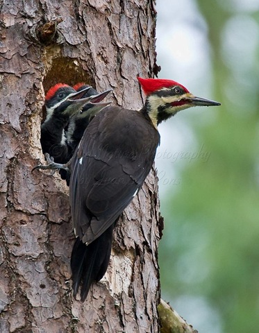 jenis burung pelatuk di indonesia | JBBKICAU