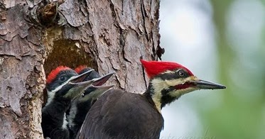 jenis burung pelatuk di indonesia ~ Info Dunia Burung