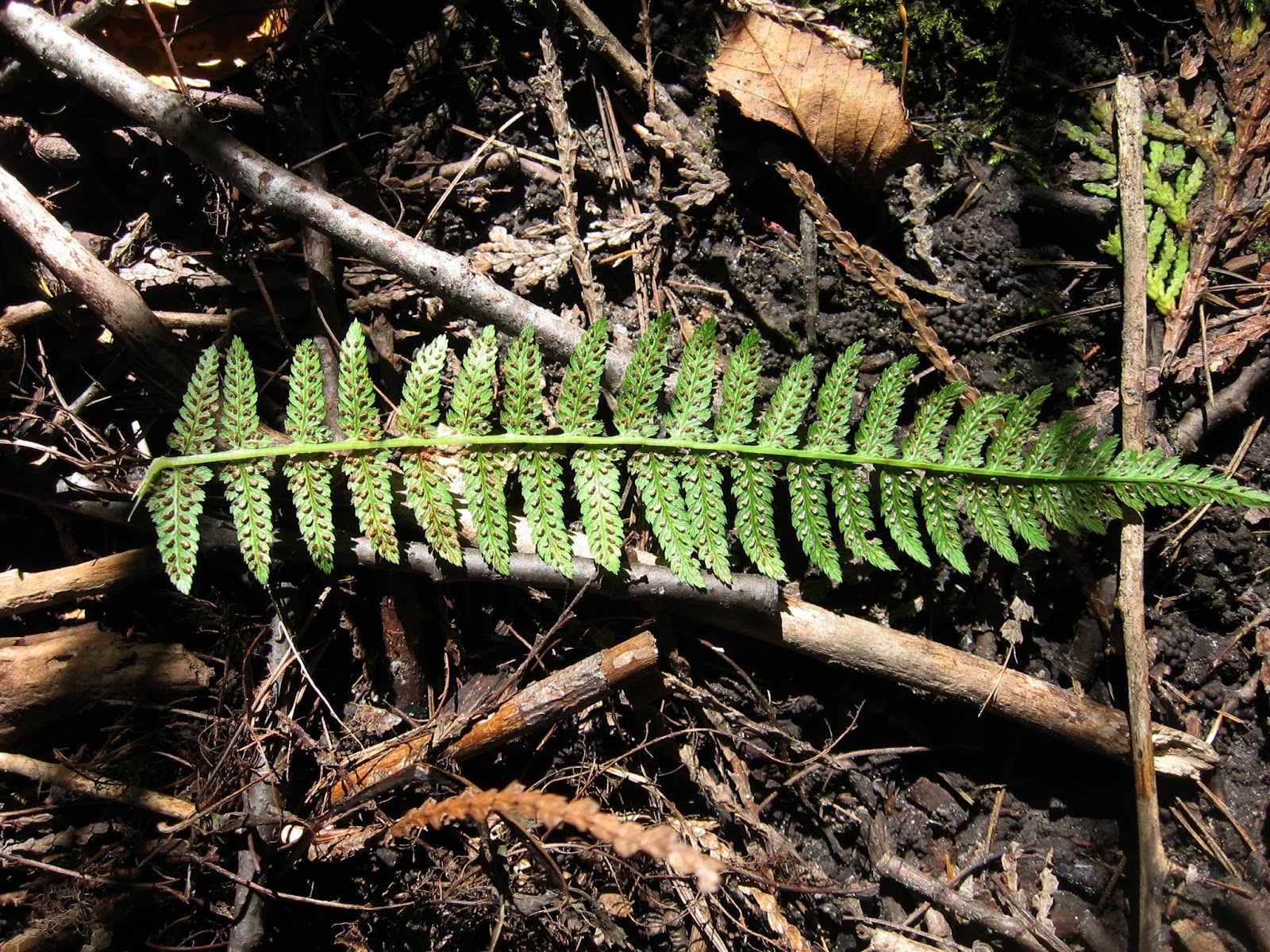 Tangled Web: Northern Lady Fern (Athyrium filix-femina)