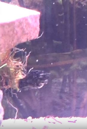 Mollies in Aquariums; Molly Disease, Shimmies