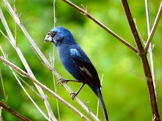 Expert em Pássaros: AZULÃO