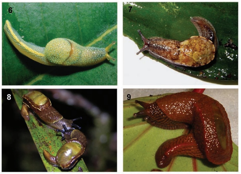 Species New to Science: [Invertebrate • 2008] The Slugs and Semislugs ...
