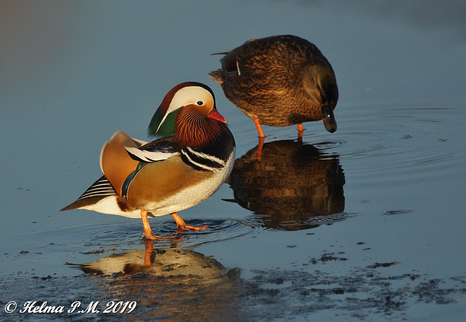 Helma's natuurfoto's: Mandarijneend - Aix galericulata..................