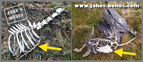 Buzzard skeletons (and bird skeletons in general) : Jake's Bones