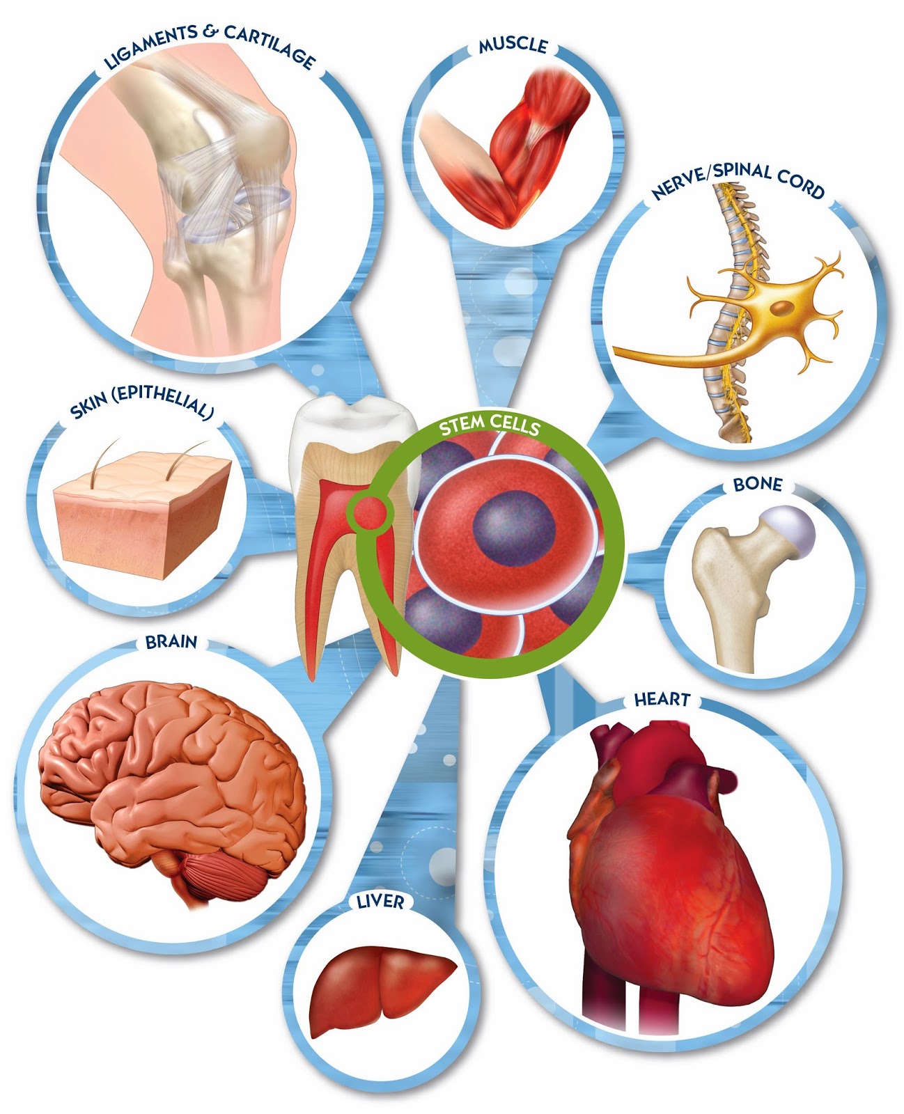 El blog de la Clínica Maestro: LAS CÉLULAS MADRE DE LA PULPA DENTAL El blog de la Clínica Maestro: LAS CÉLULAS MADRE DE LA PULPA DENTAL