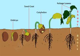 What is Seed Germination? And how do plant reproduce?