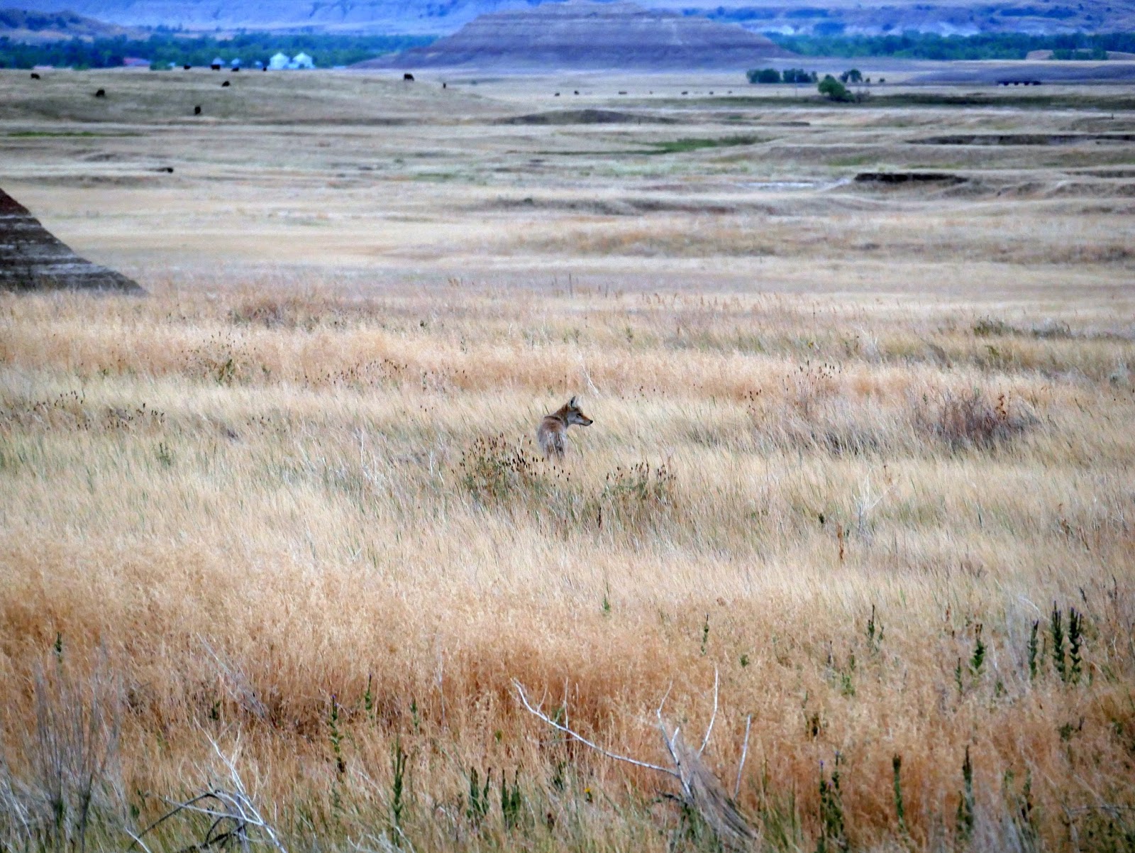 American Travel Journal: Morning Wildlife along Badlands Loop Road ...