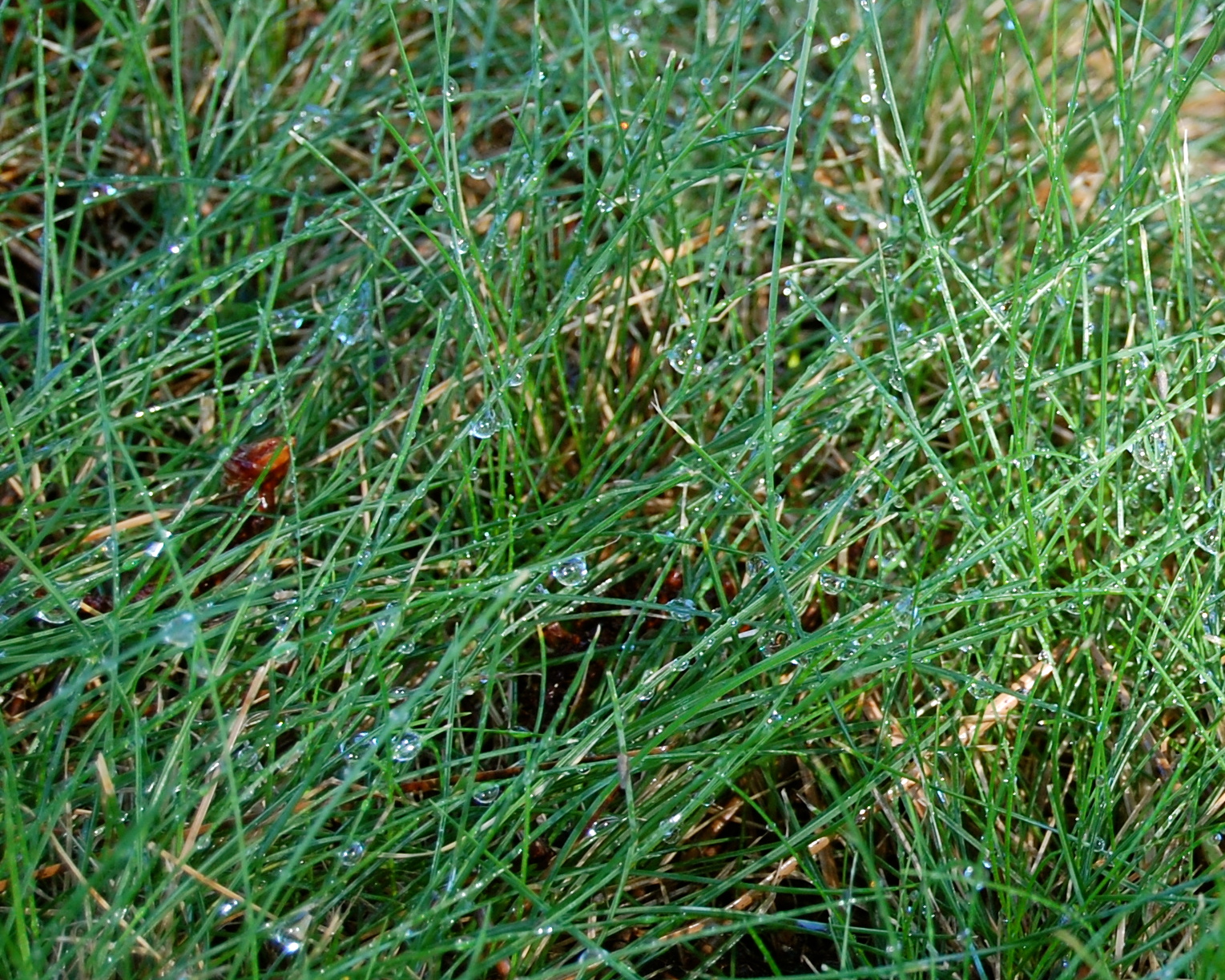 blackoaknaturalist: Scenes from a Ditch, Part 1