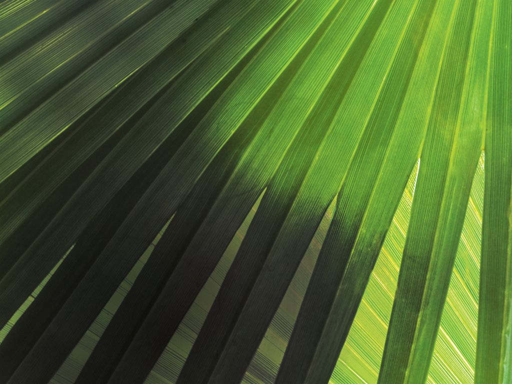 Janur pada Minggu Palma? | Domus Pacis