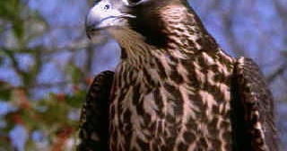 Falcon