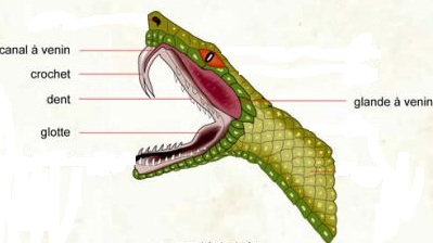 Les venins de serpent - Partie 1