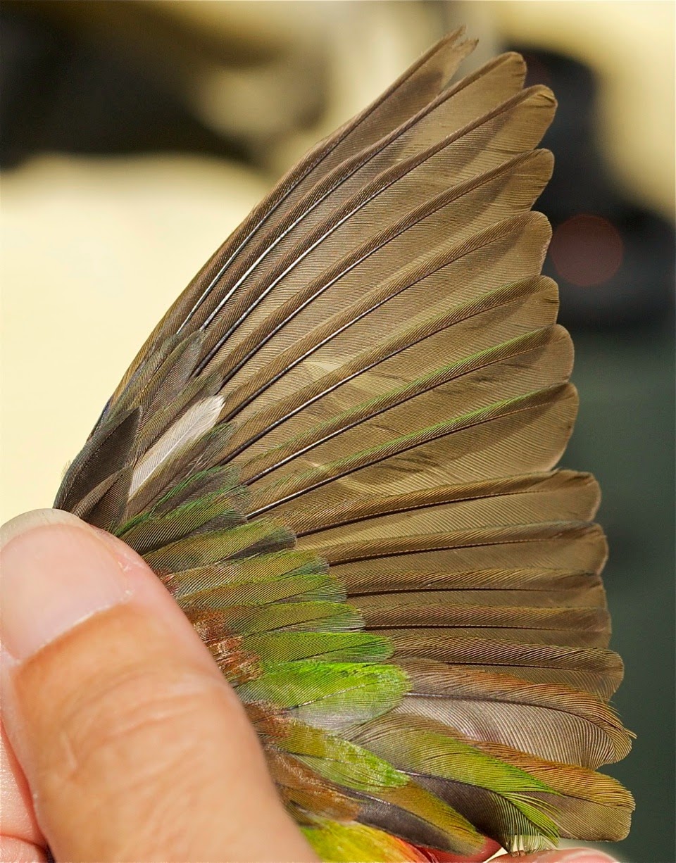 Bird Banding: Learning From Birds In-hand: Color Banding Painted Buntings