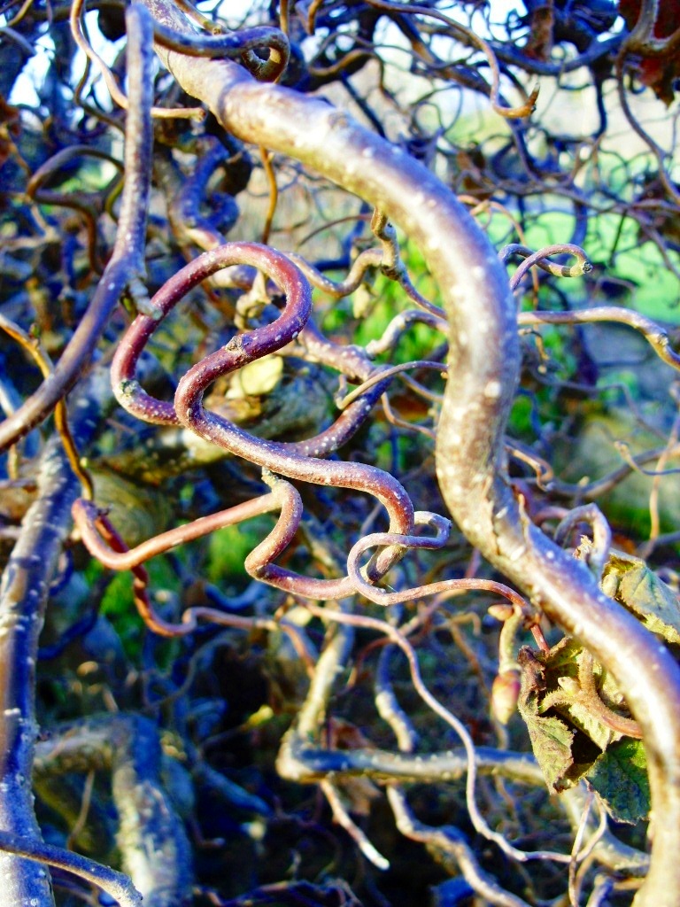 Kelli's Northern Ireland Garden: Corkscrew Hazel