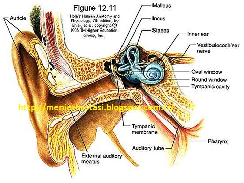 MENİER SENDROMU: Kulak Hastalıkları 3