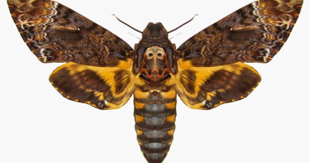 Vietnam Insect: Acherontia, Death's head hawk moth