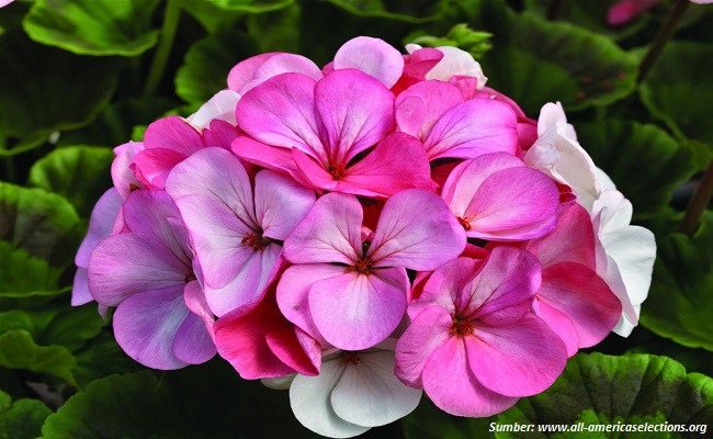 Ini Dia 8 Jenis Bunga untuk Pengharum Ruangan Alami | Studio Capung