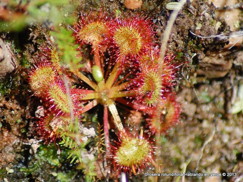 Hablando en verde: Atrapamoscas (Drosera rotundifolia)