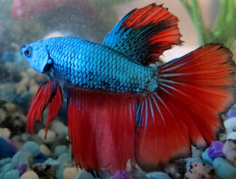 Betta Fish ~ Nice Betta