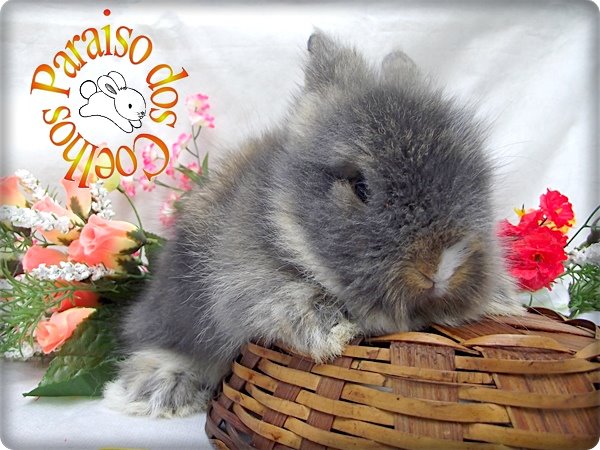 Teddy Dwerg Paraiso: Filhotes vendidos