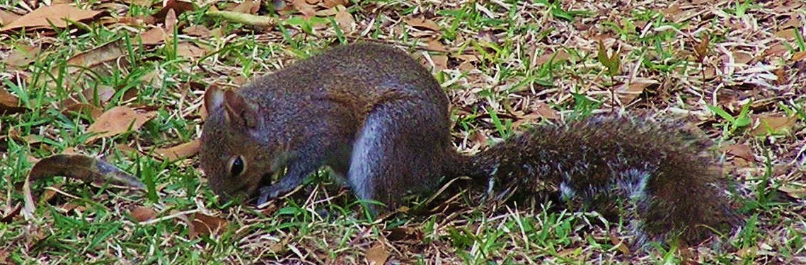 Still Finding Cash: Keeping Squirrels Out of Plants - UGH!