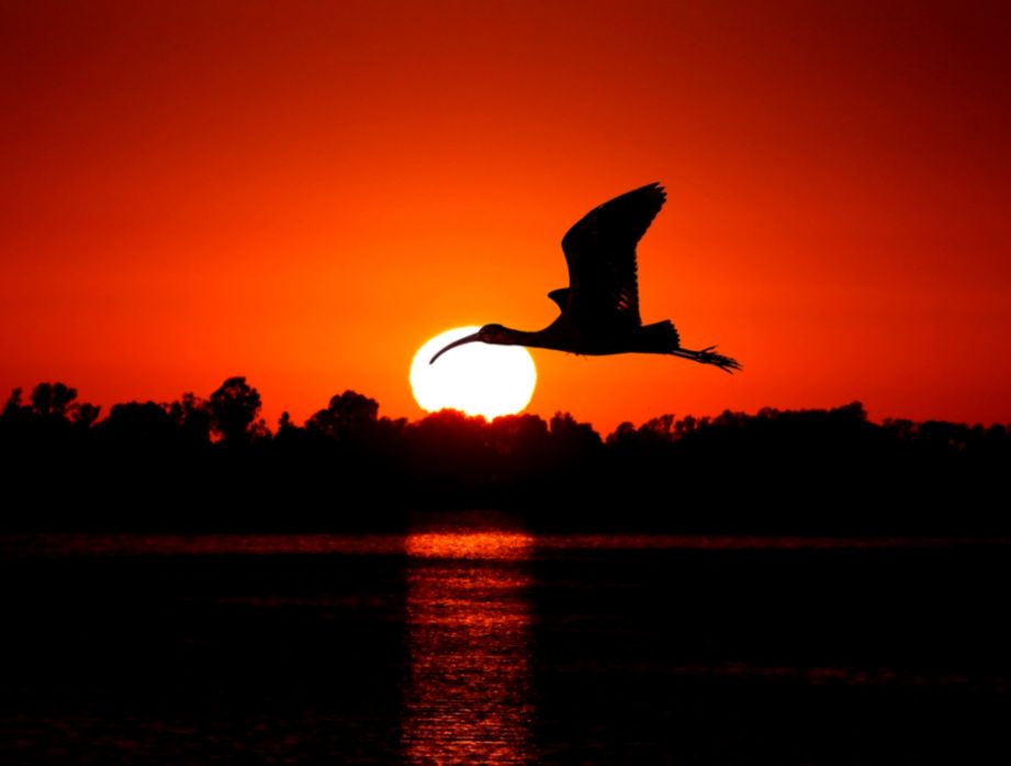 Flying Bird At Sunset Hd Wallpaper Wide | Wallpaper Background HD