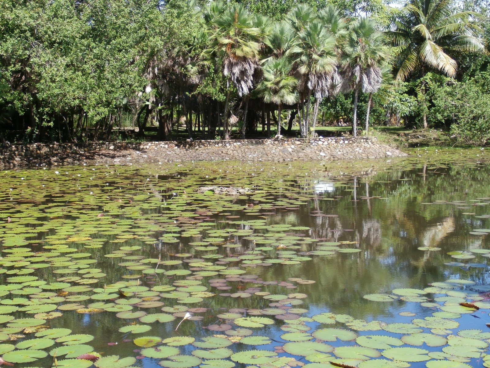 Adventures in Belize: Finally Fun! Bacab Eco Park & Gecko Bungalow