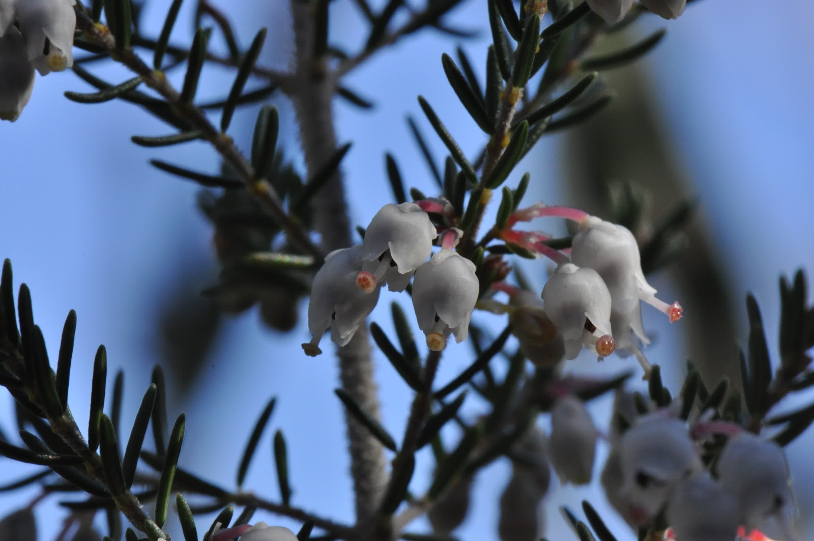 Desde Alájar: Brezo blanco