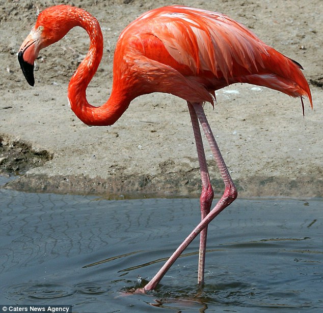 dailypetfwd: YOU try standing on one leg! Flamingo who hasn't got a leg ...