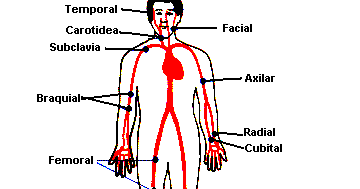 Detrás de la consulta: Semiología del Pulso Arterial.