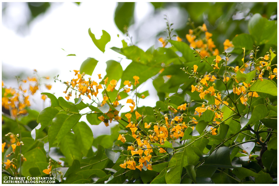 Molave Picture at Betty Love blog