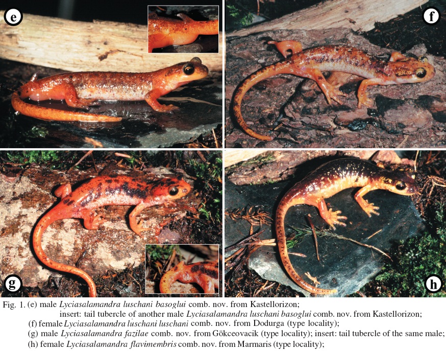Species New to Science: [Herpetology • 2004] Lyciasalamandra gen. nov ...