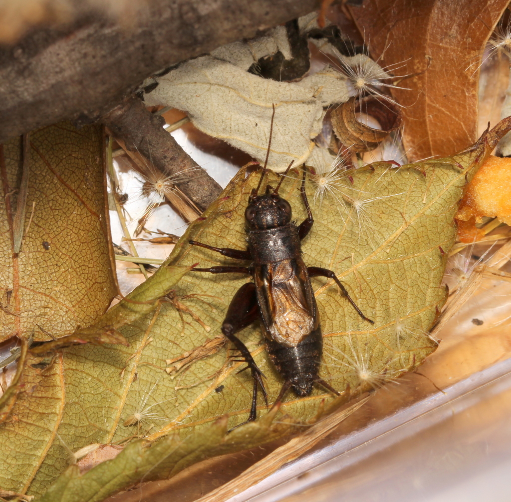 Listening in Nature: Crickets in the House 2017